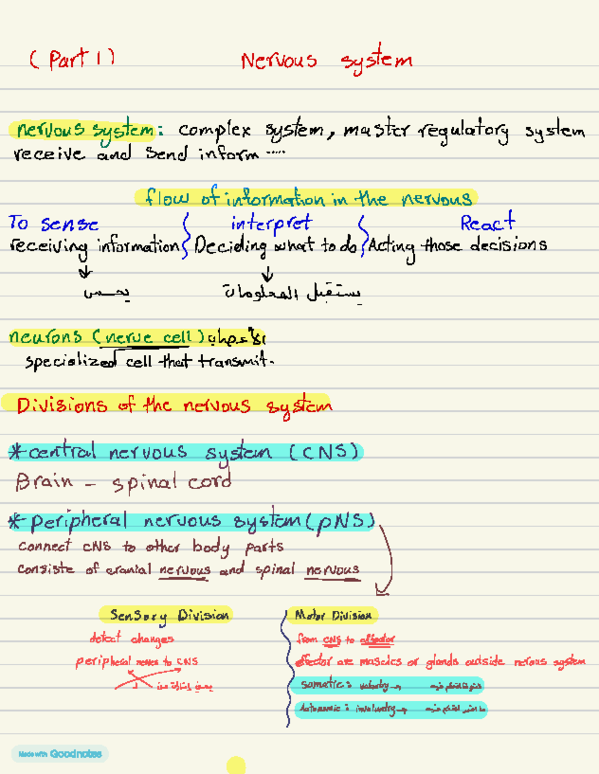 Anatomy ( Nervous System) Part 1 - (Part 1) Nervous system nervous ...
