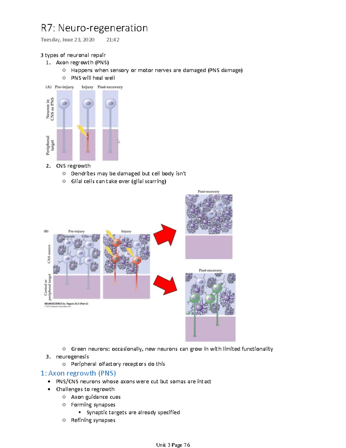 Unit 3 Reading and Lecture 7 Neuroregeneration - 3 types of neuronal ...