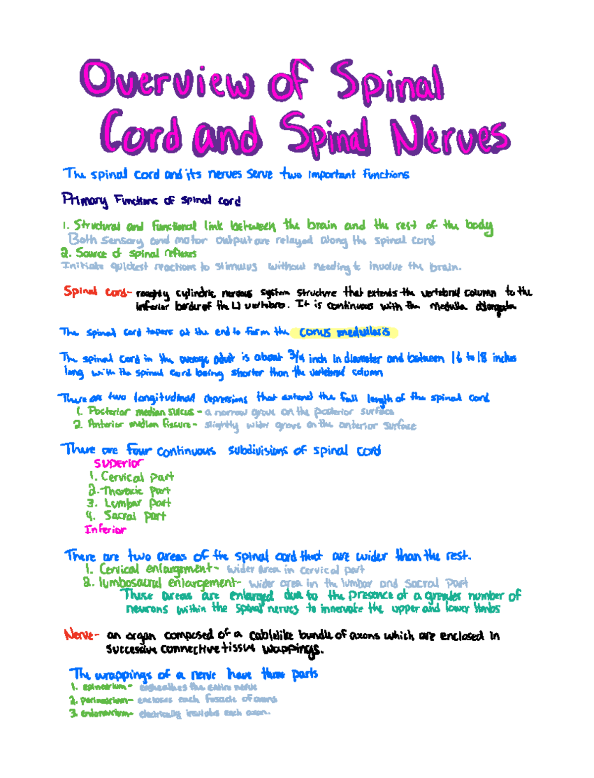 Chapter 14 notes - Broadbelt fall 2020 - Overview Of Spinal Cord and ...