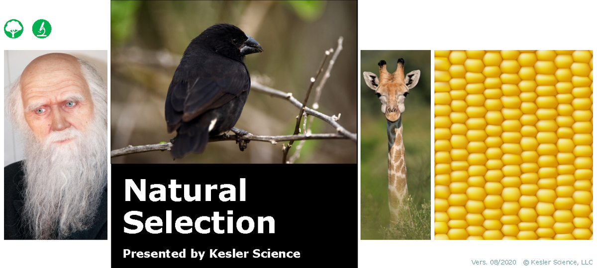 Avyukt Ballari - Attachment: PDF: Kesler Natural Selection Slides ...