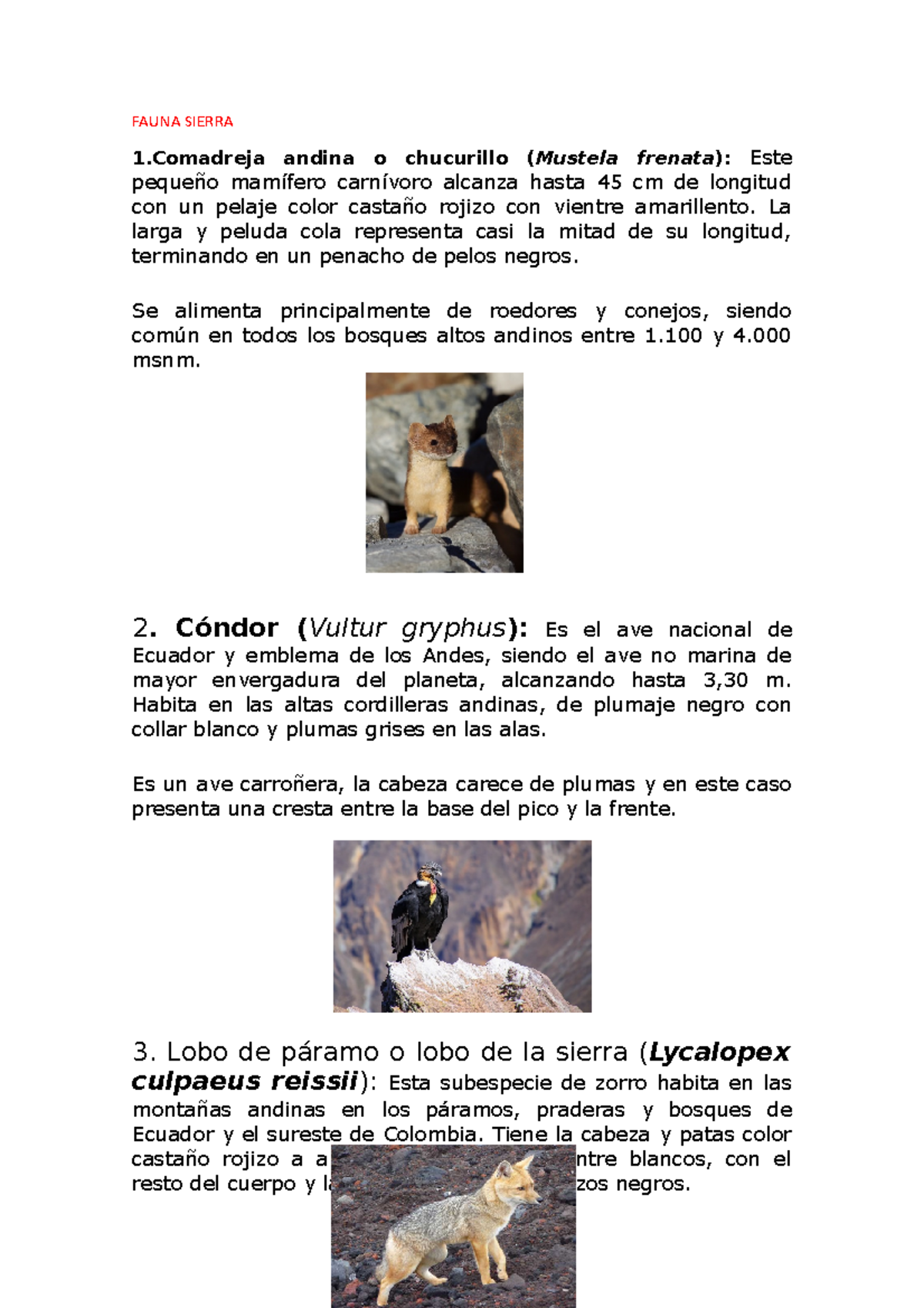 Fauna y Flora Sierra - FAUNA SIERRA 1 andina o chucurillo ( Mustela ...