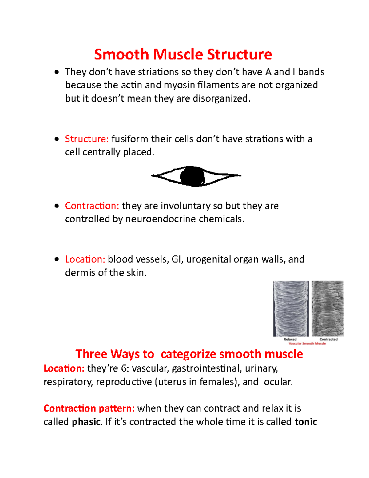 Smooth muscle notes histology - Smooth Muscle Structure They don’t have ...