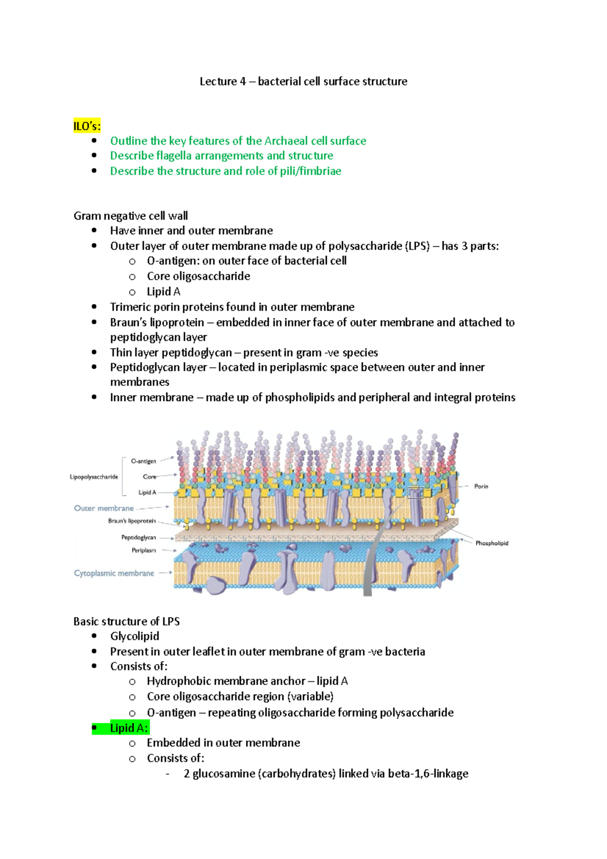 L4 - bacterial structure - Lecture 4 – bacterial cell surface structure ...
