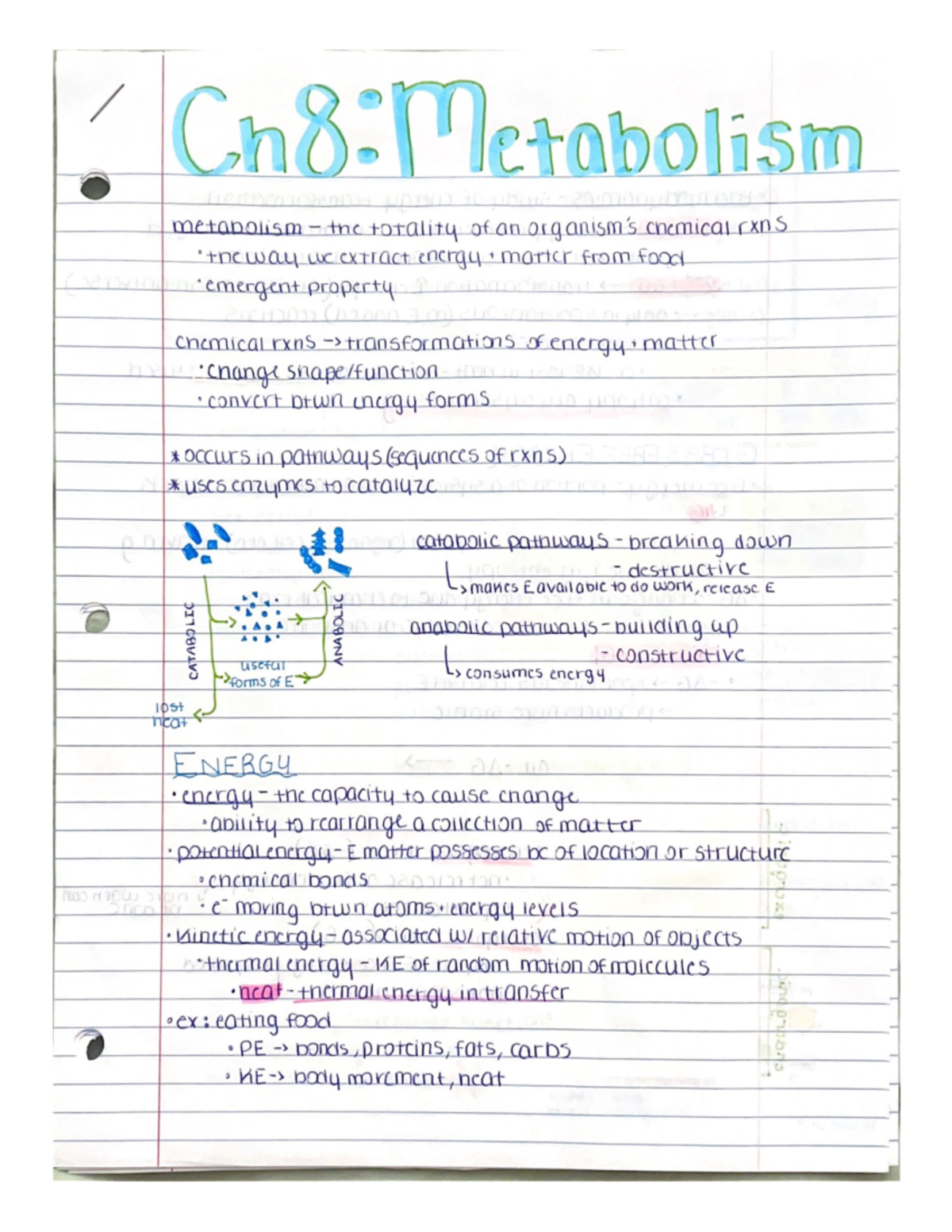 Chapter 8 - BIO 113 - Studocu