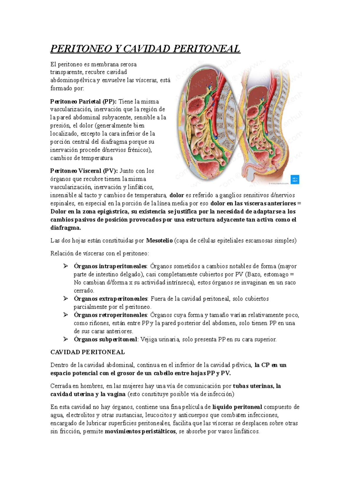 Peritoneo, Cavidad Peritoneal y Esofago - PERITONEO Y CAVIDAD ...