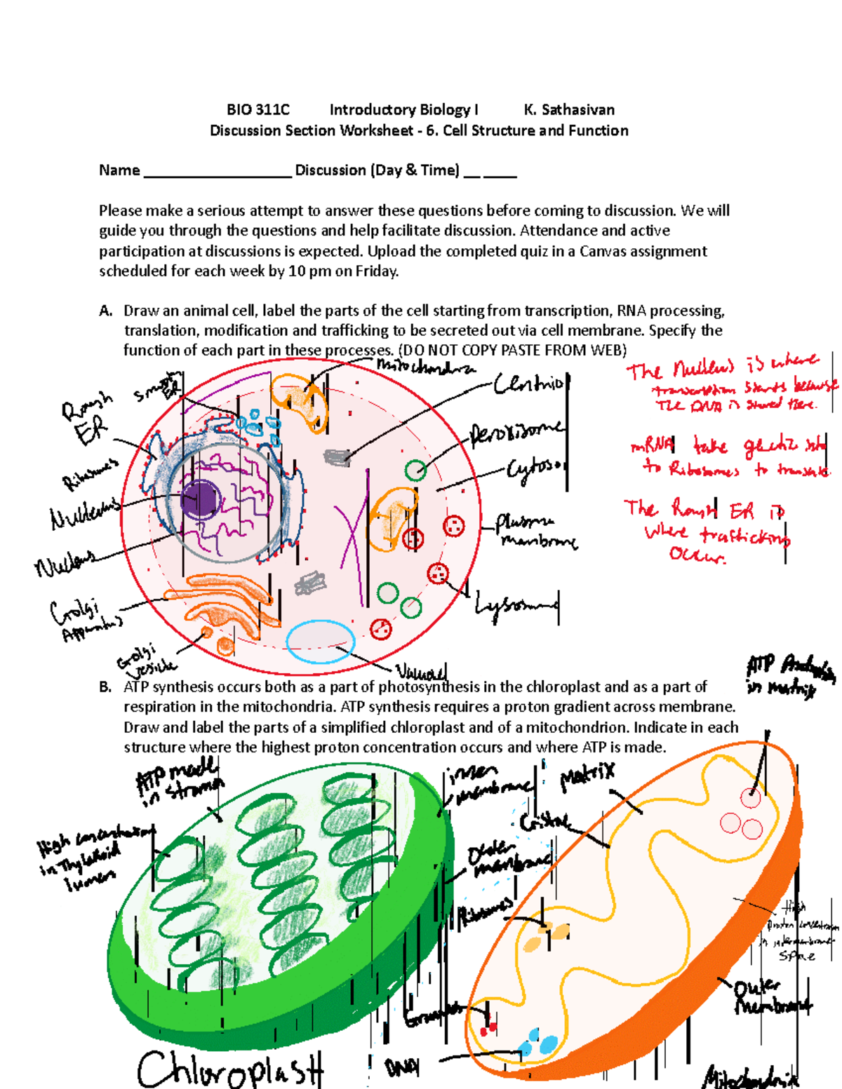 DSW 6. Cell Structure and Function - Fall 20 - BIO 311C Introductory ...