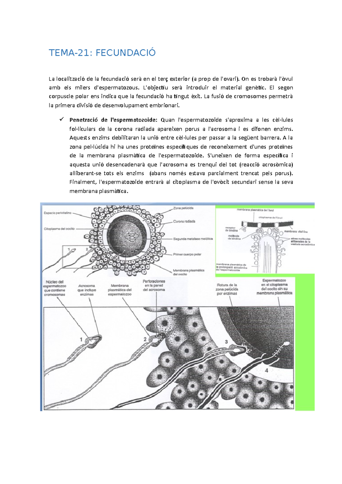 Tema 21. Fecundació - TEMA-21: FECUNDACIÓ La localització de la ...