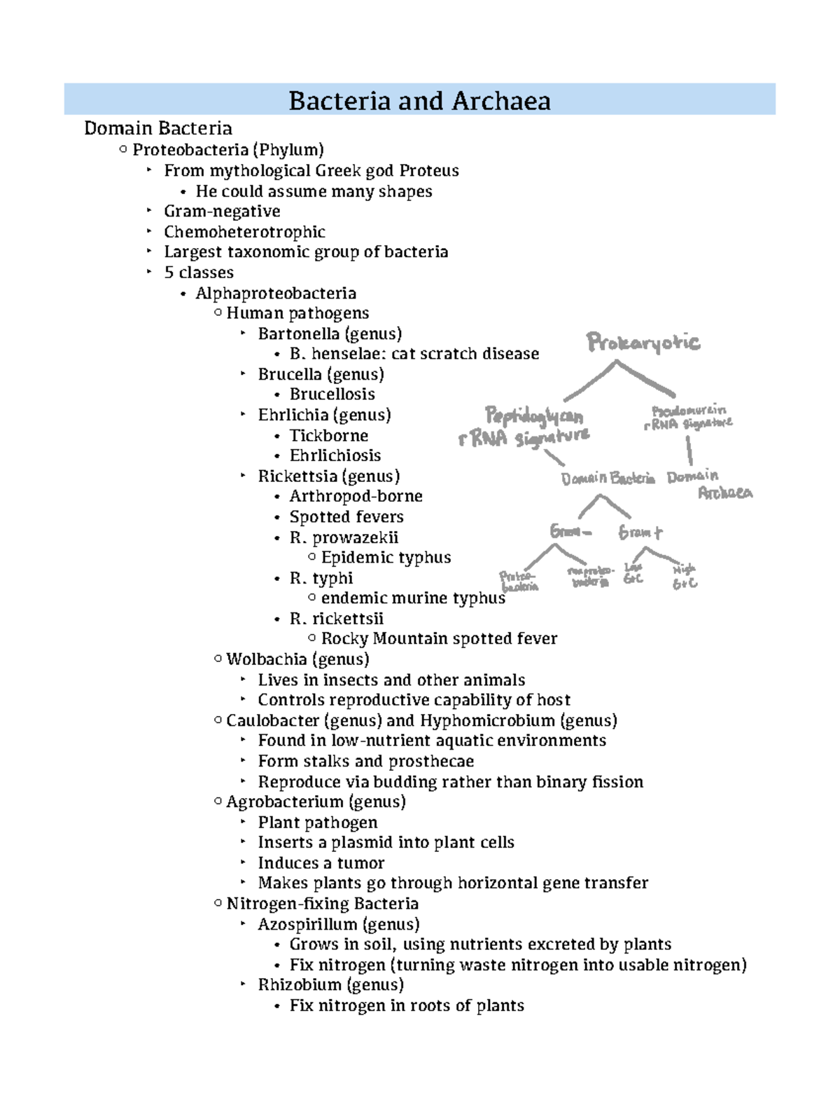 Chapter 11 Notes - Bacteria and Archaea Domain Bacteria Proteobacteria ...