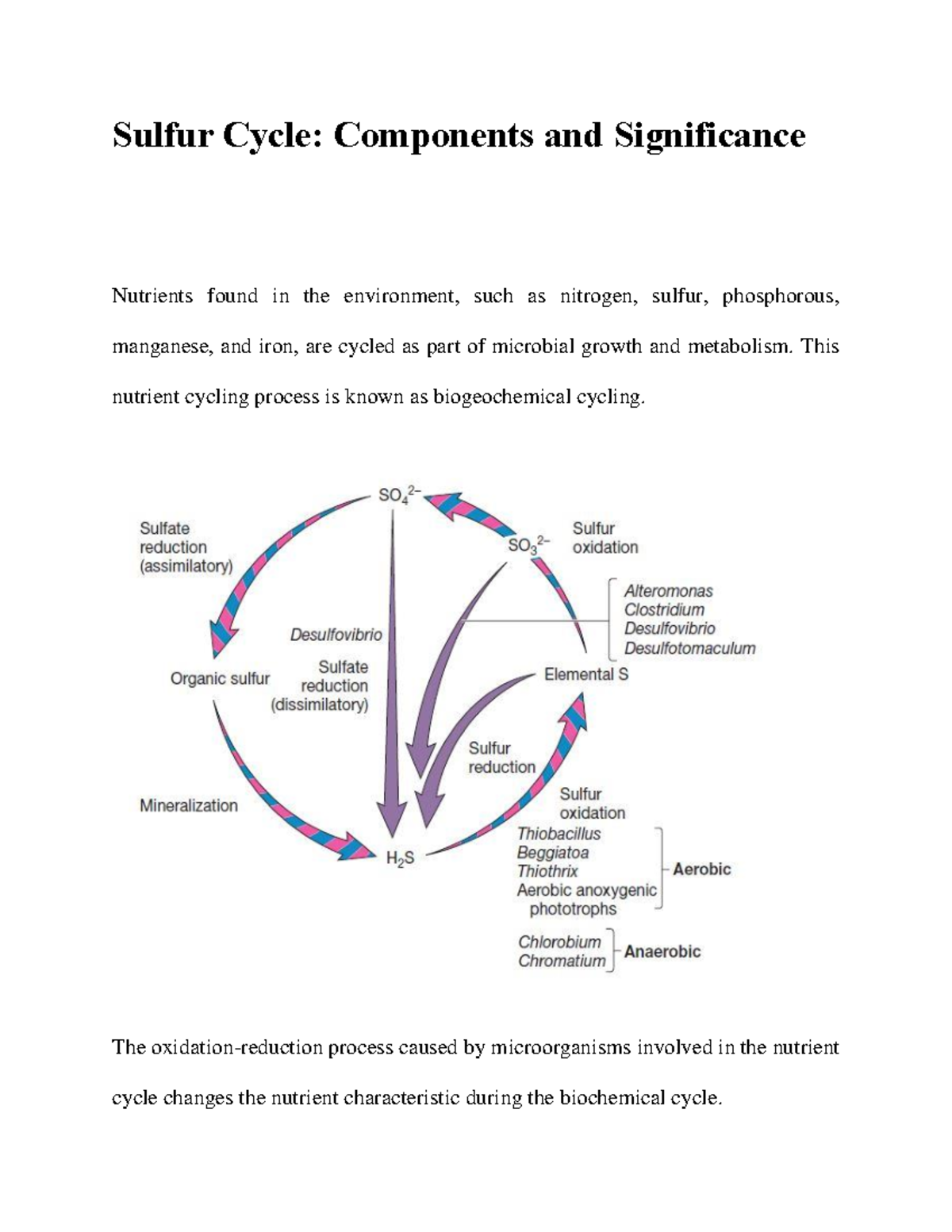 Sulfur Cycle Components and Significance - Sulfur Cycle: Components and ...