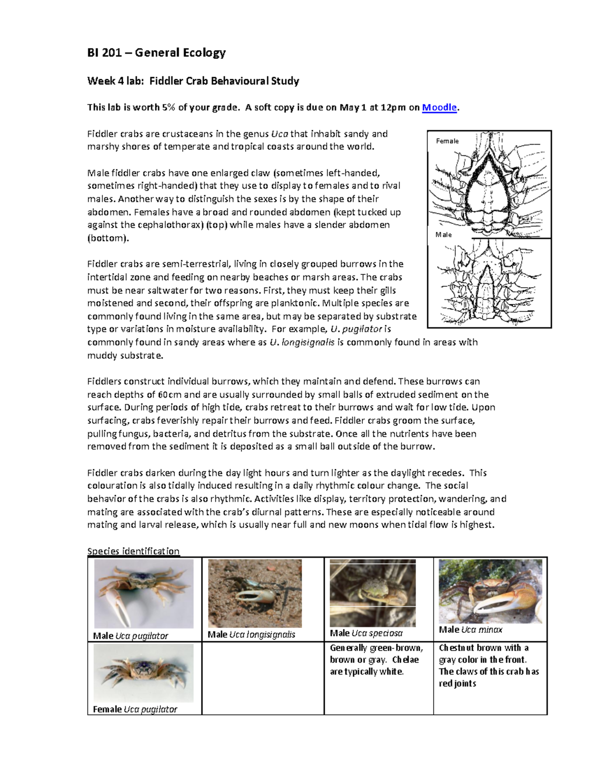P3 - Fiddler crab lab [Afternoon] - BI 201 – General Ecology Week 4 lab ...