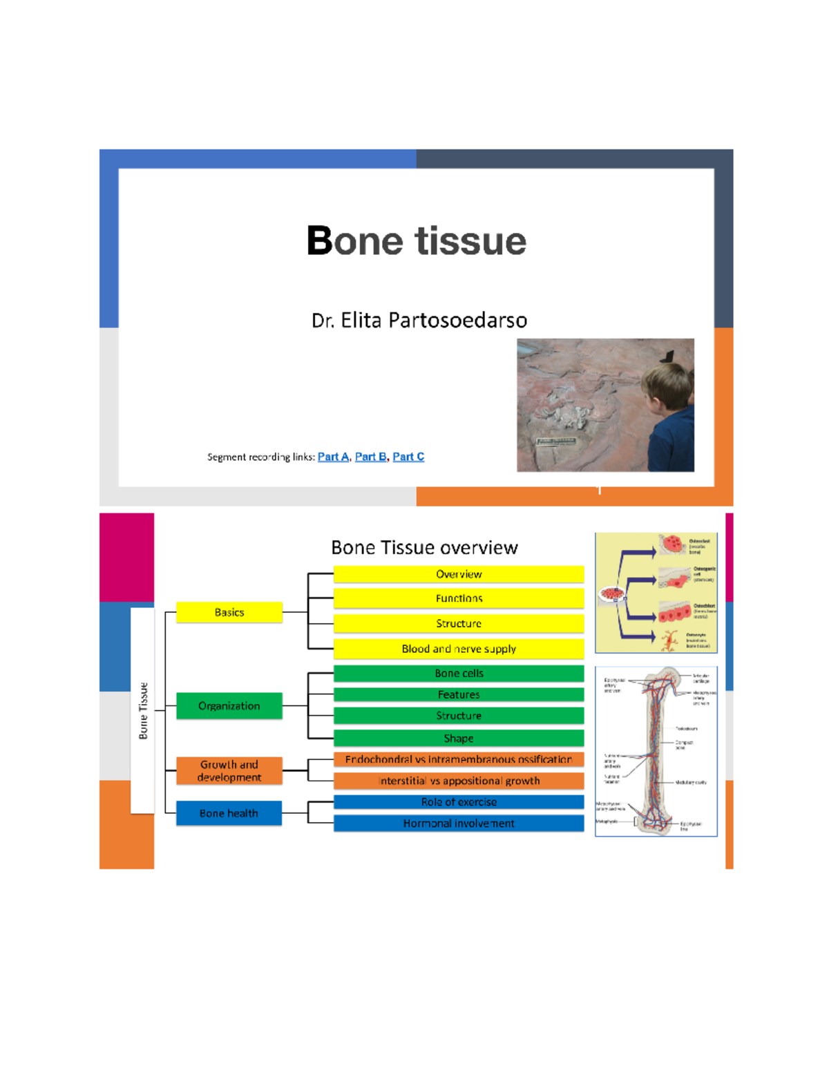 Lecture 8 Bone Tissue - HLSC1700 - Studocu
