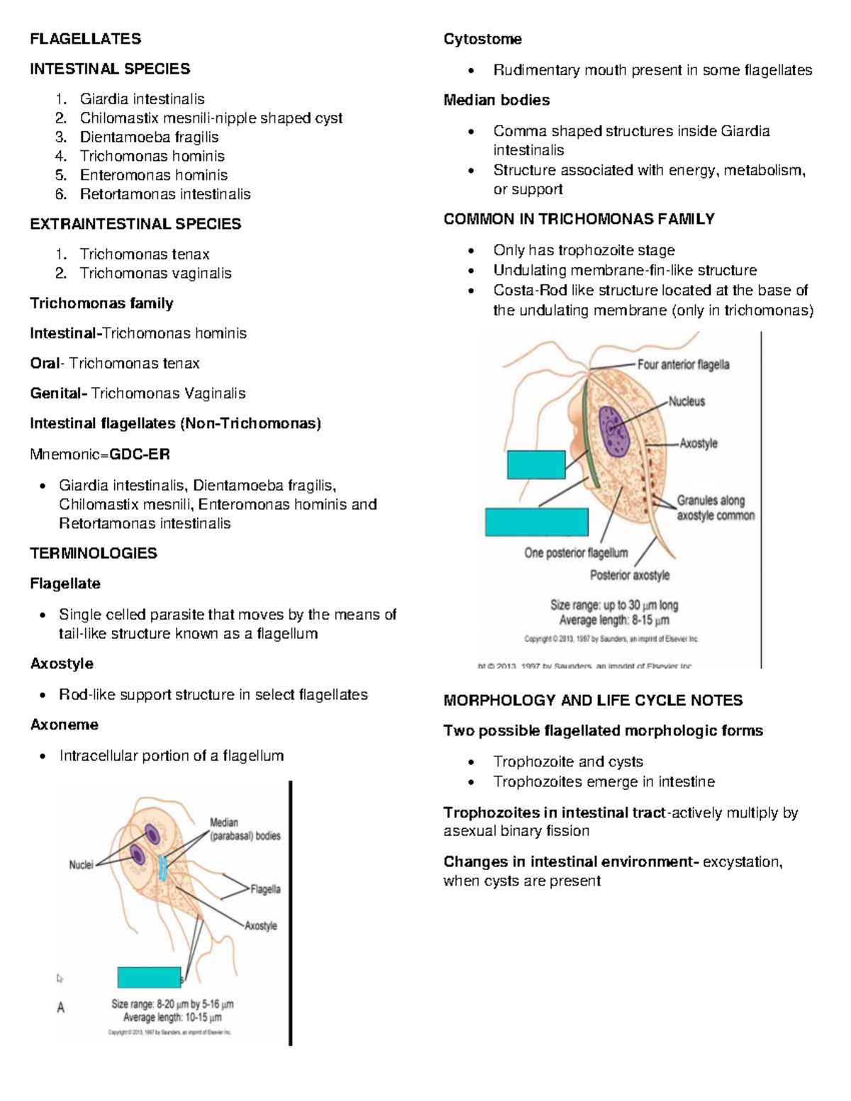Flagellates - Atrial and Intestinal - FLAGELLATES INTESTINAL SPECIES ...