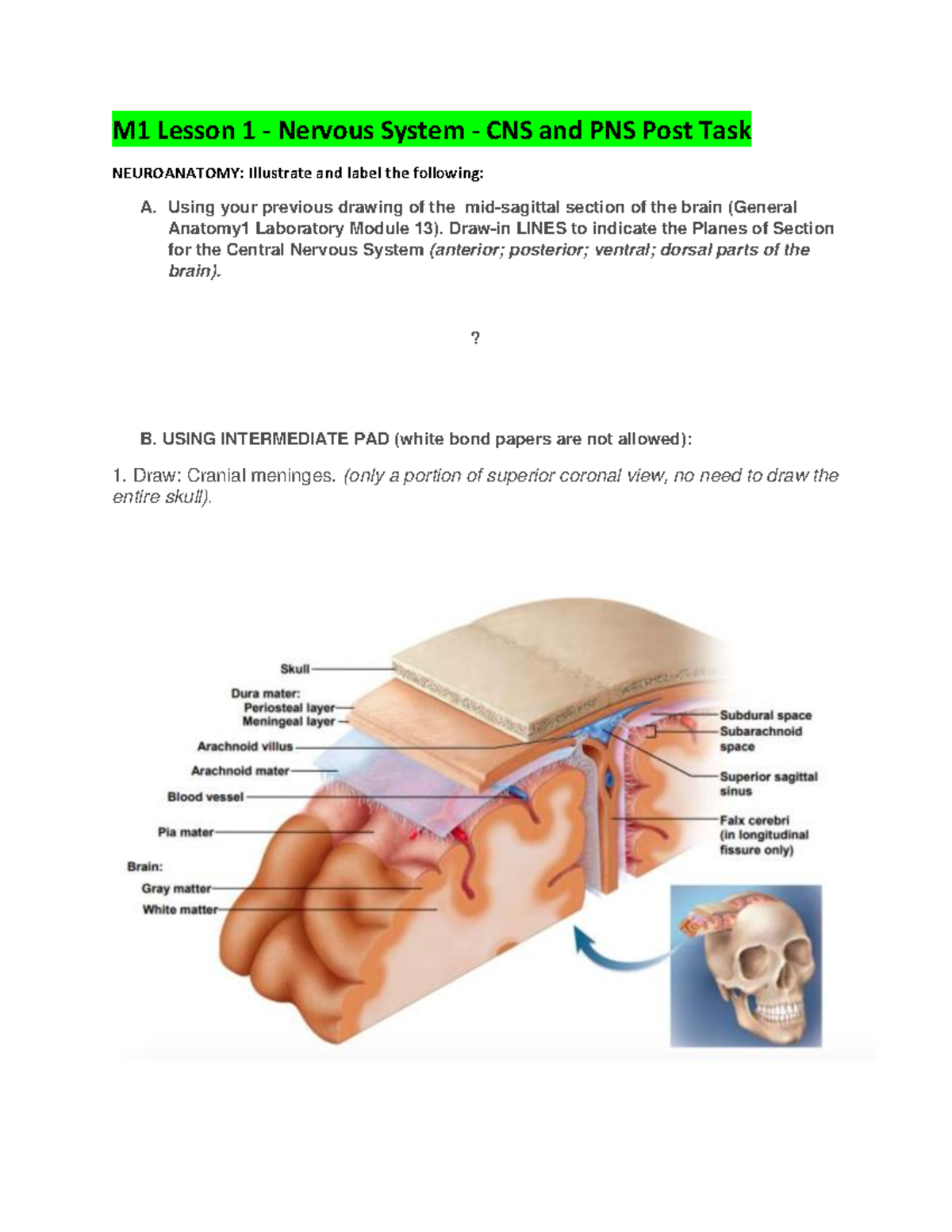 LAB- Drawings-M1 - study guide, compilation - M1 Lesson 1 - Nervous ...