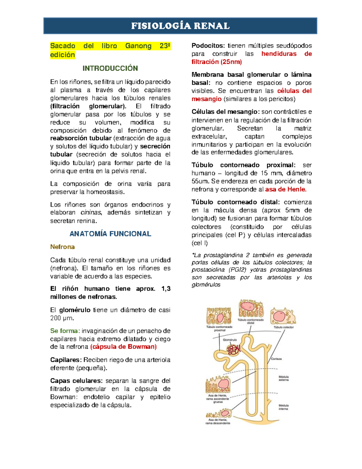 Fisiologia renal resumen guyton - Sacado del libro Ganong 23ª edición ...