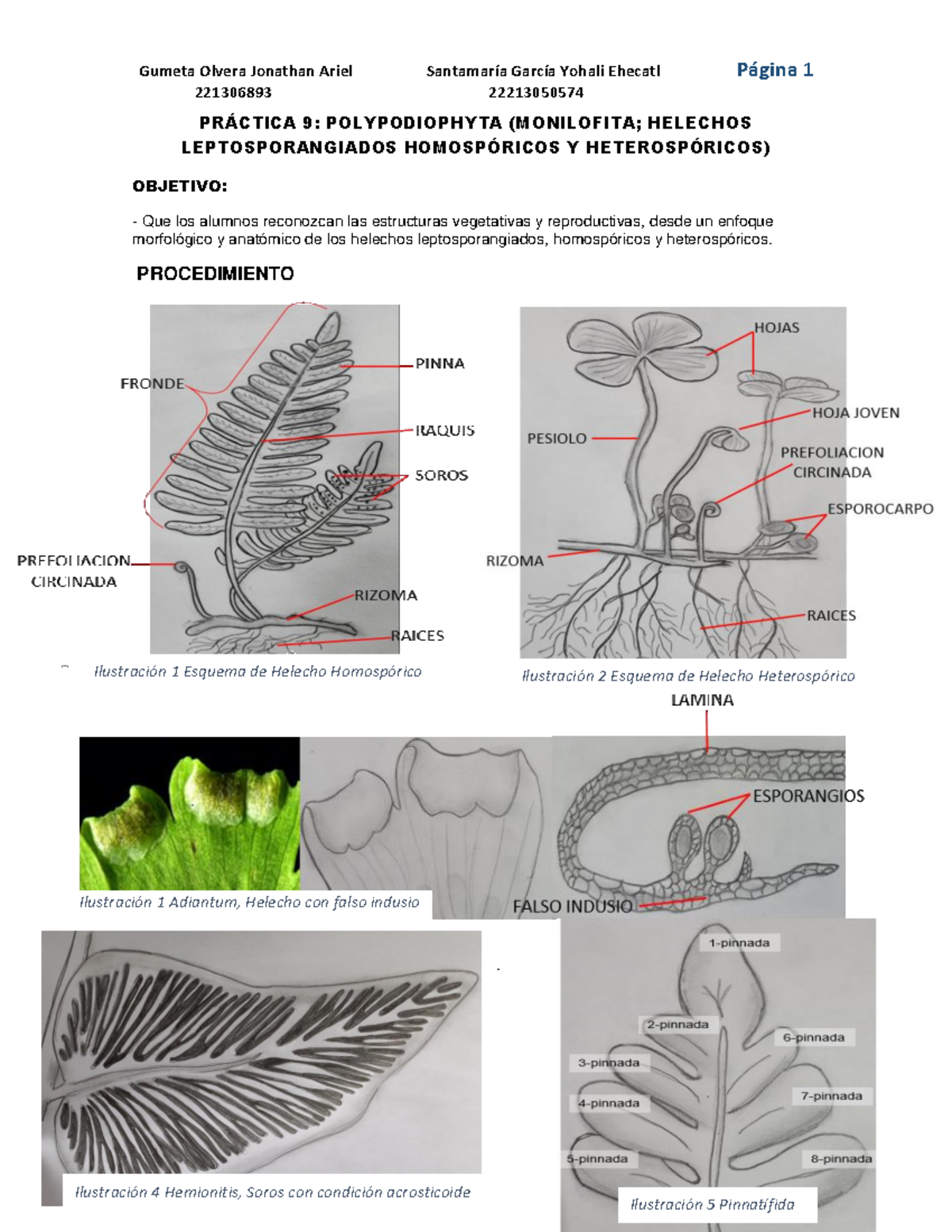 Practica 9 Polypodiophyta - 221306893 22213050574 PRÁCTICA 9 ...
