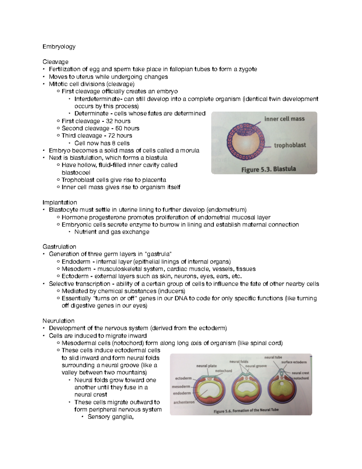 Ch. 5 Embryology - Embryology Cleavage Fertilization of egg and sperm ...