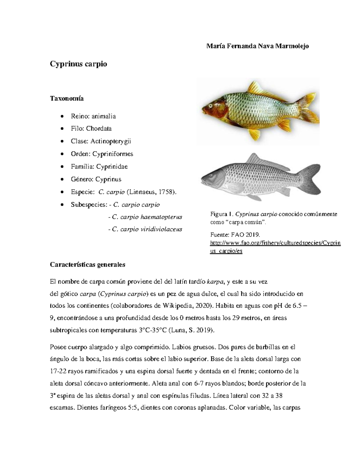 Cyprinus carpio - Warning: TT: undefined function: 32 María Fernanda ...