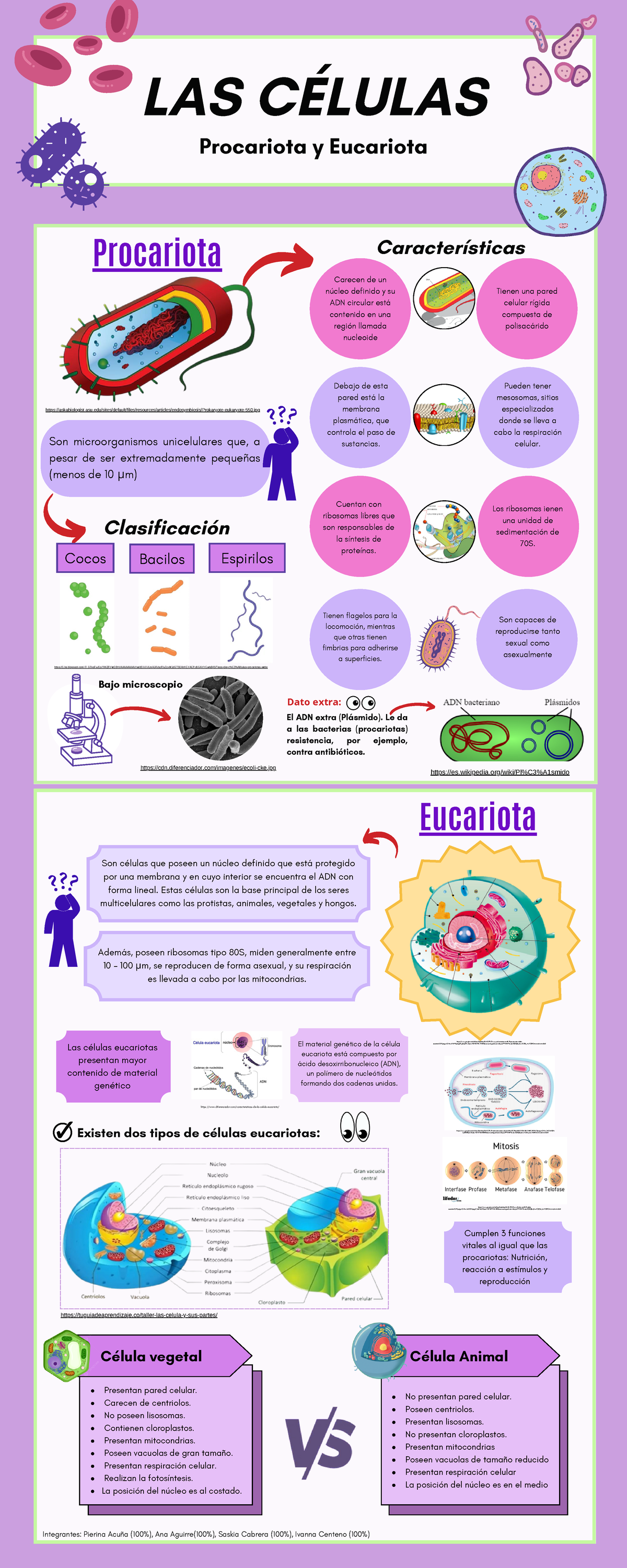 Infografía biología - Cocos Bacilos Espirilos ####### El ADN extra ...
