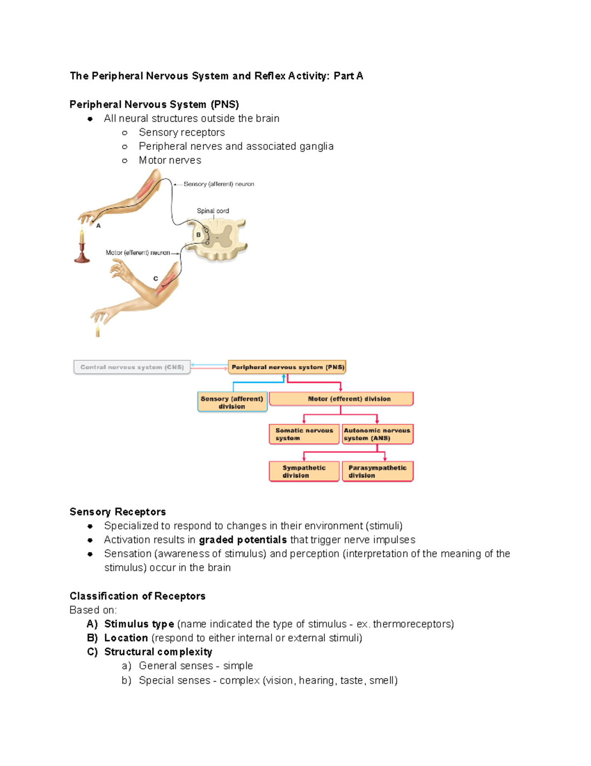Chapter 13 PNS - The Peripheral Nervous System and Reflex Activity ...