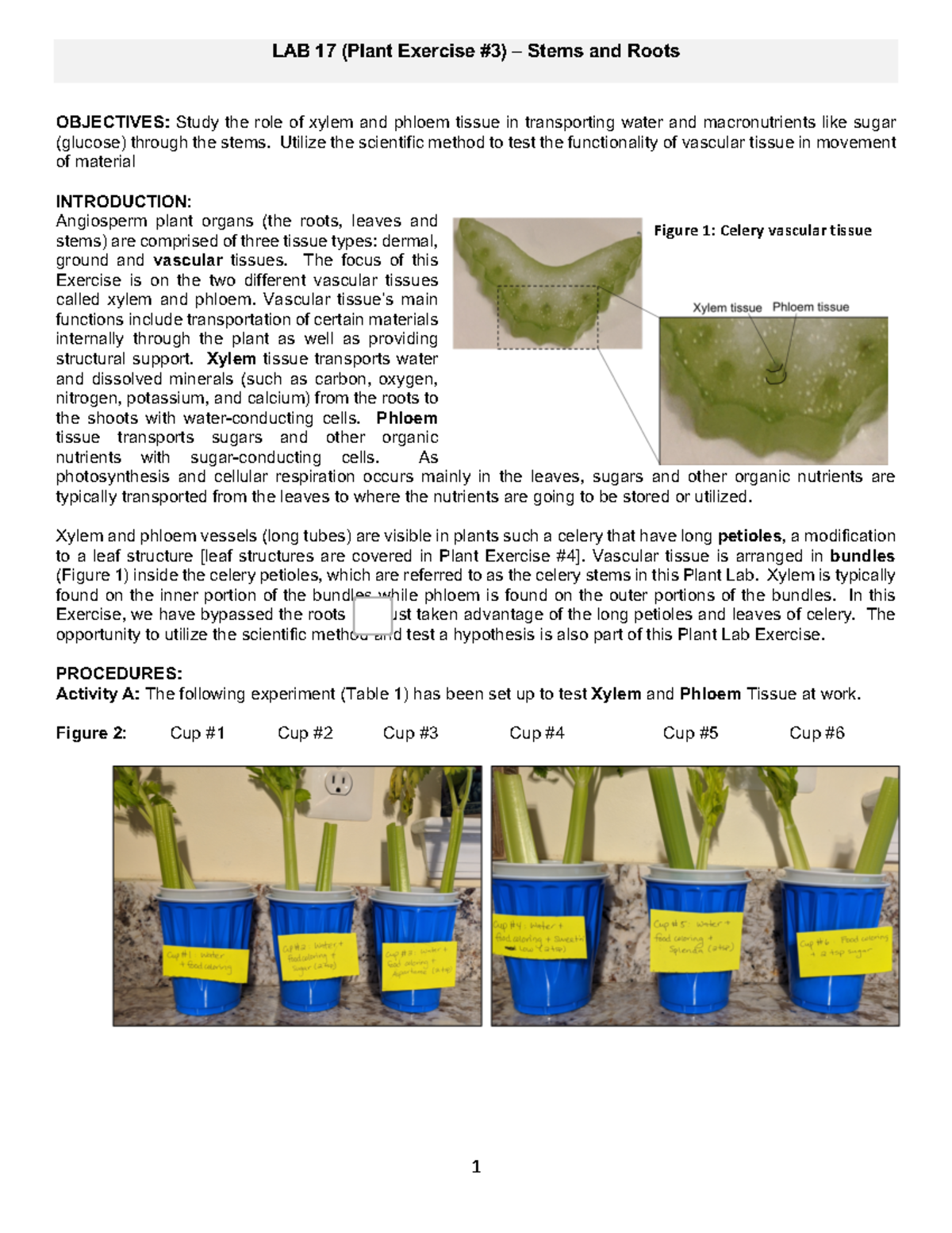LAB 17 - Vascular system in plants - OBJECTIVES: Study the role of ...