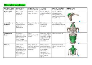 Anatomia Membro Inferior - ANATOMIA – MEMBRO INFERIOR OSSOS - OSSO DO ...