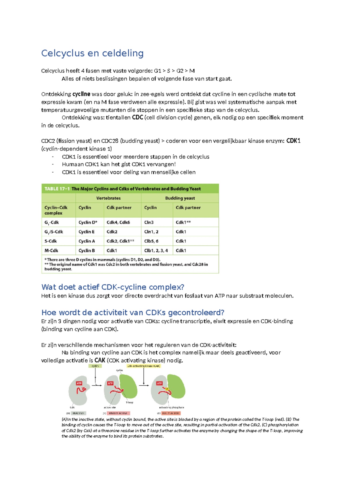 Celcyclus en celdeling - Celcyclus en celdeling Celcyclus heeft 4 fasen ...