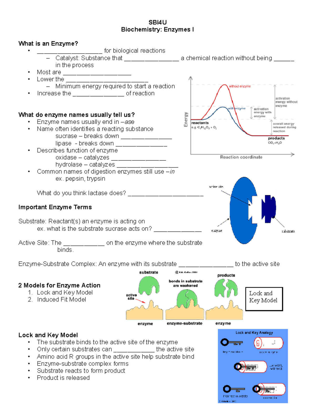 1-enzymes i - biology course work to help you understand biology. It is ...