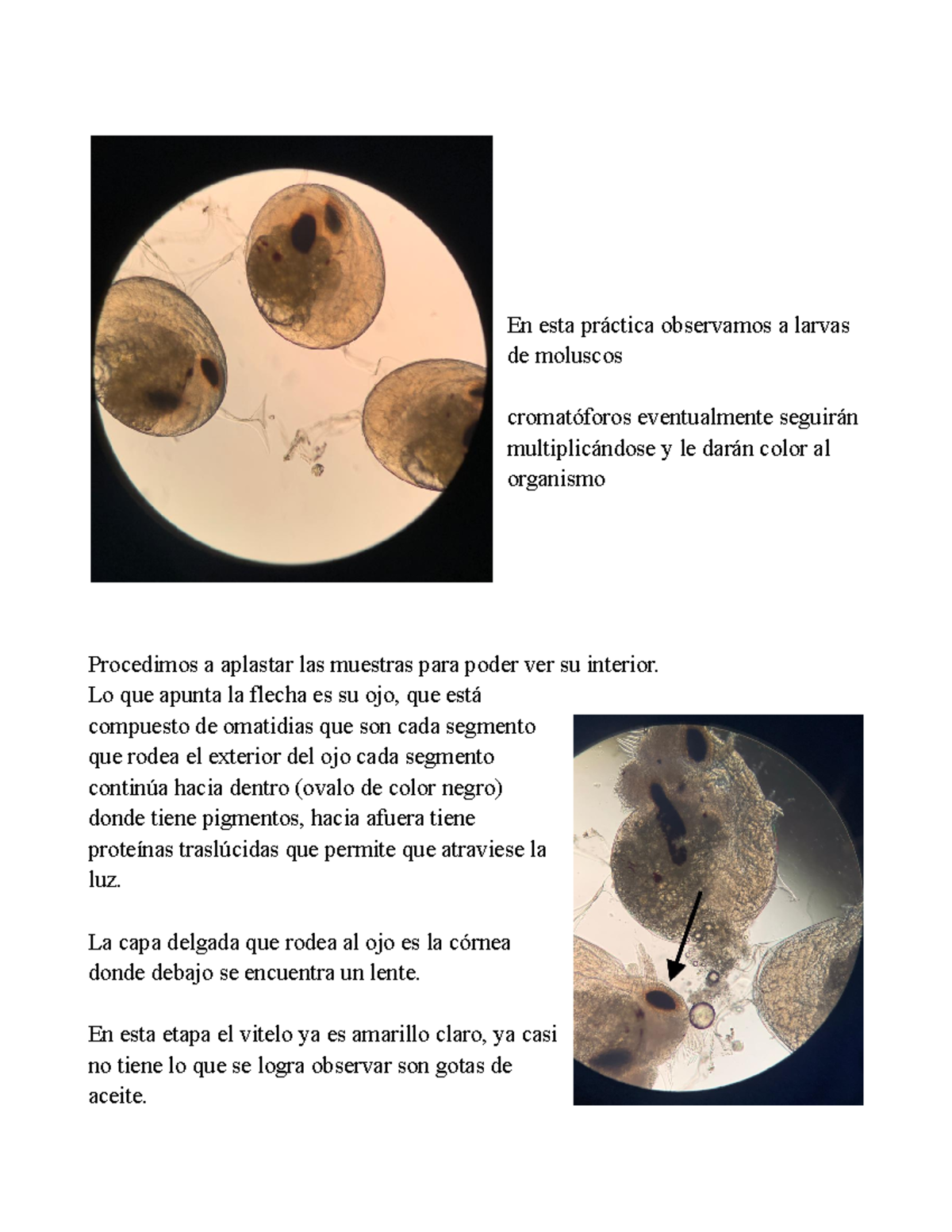 Embriones de Moluscos - En esta práctica observamos a larvas de ...