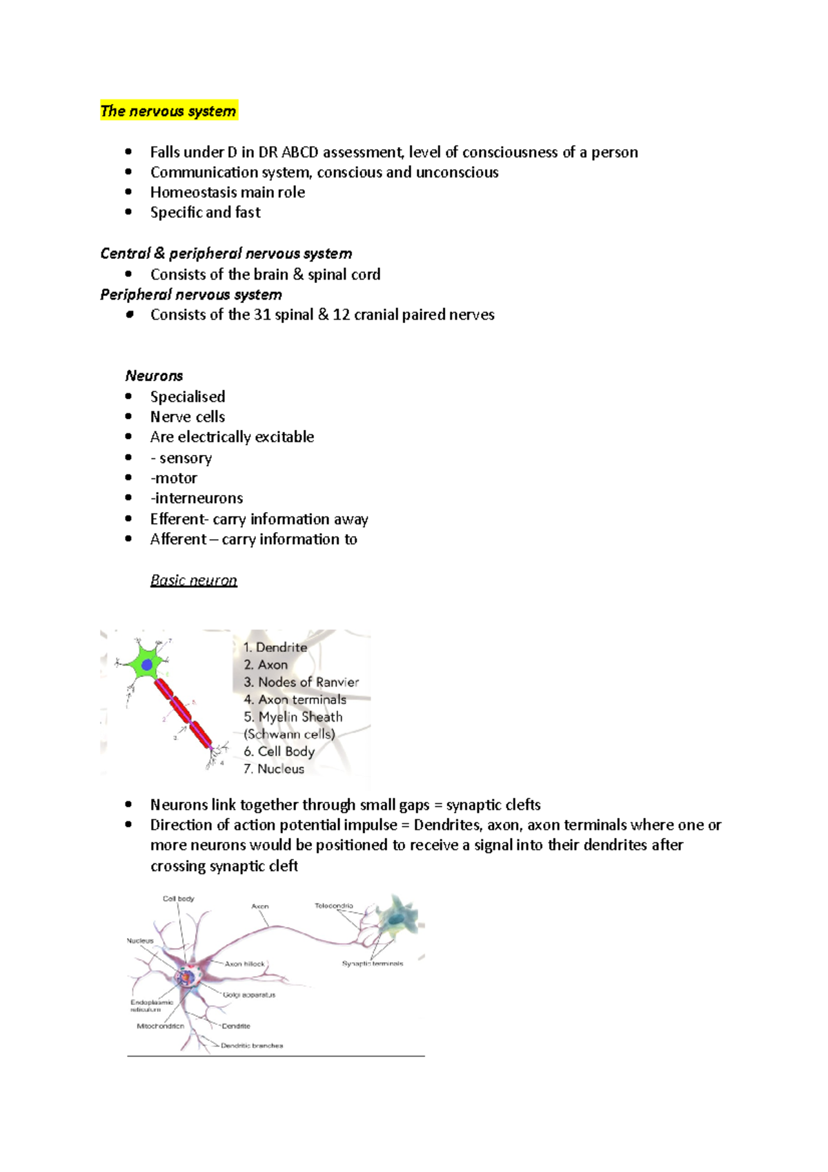 The nervous system - year 2 paramedic science notes - The nervous ...
