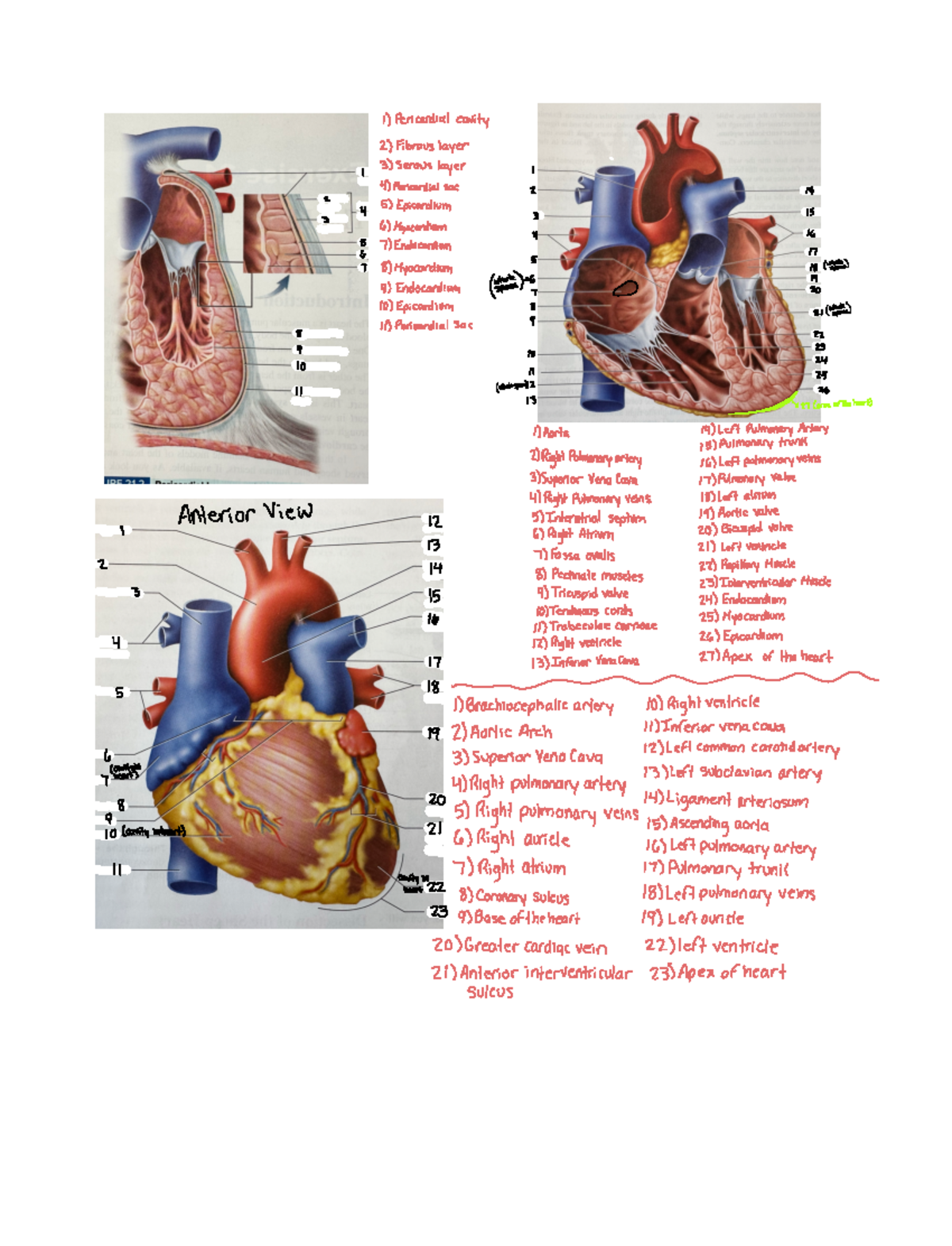 Heart Study Guide - Dr. Garbrecht - 1 Pericardialcavity 2 Fibrouslayer 3 Serouslayer 4 - Studocu
