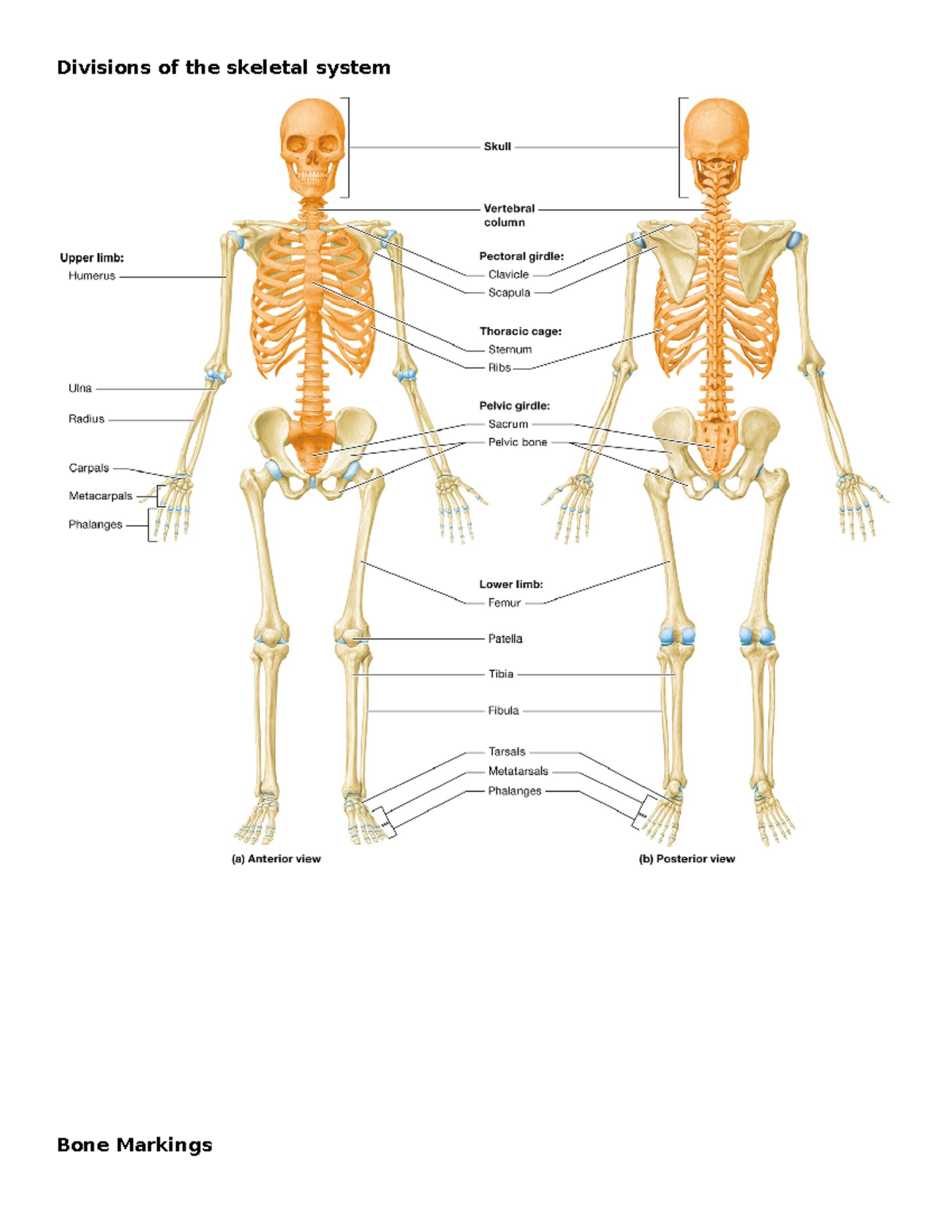 A&P CH 7 - BIO-168 - Divisions of the skeletal system Bone Markings ...