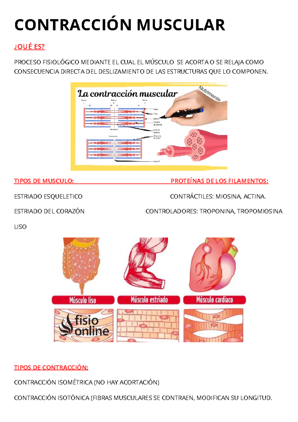 Contracción Muscular - CONTRACCIÓN MUSCULAR ¿QUÉ ES? PROCESO ...
