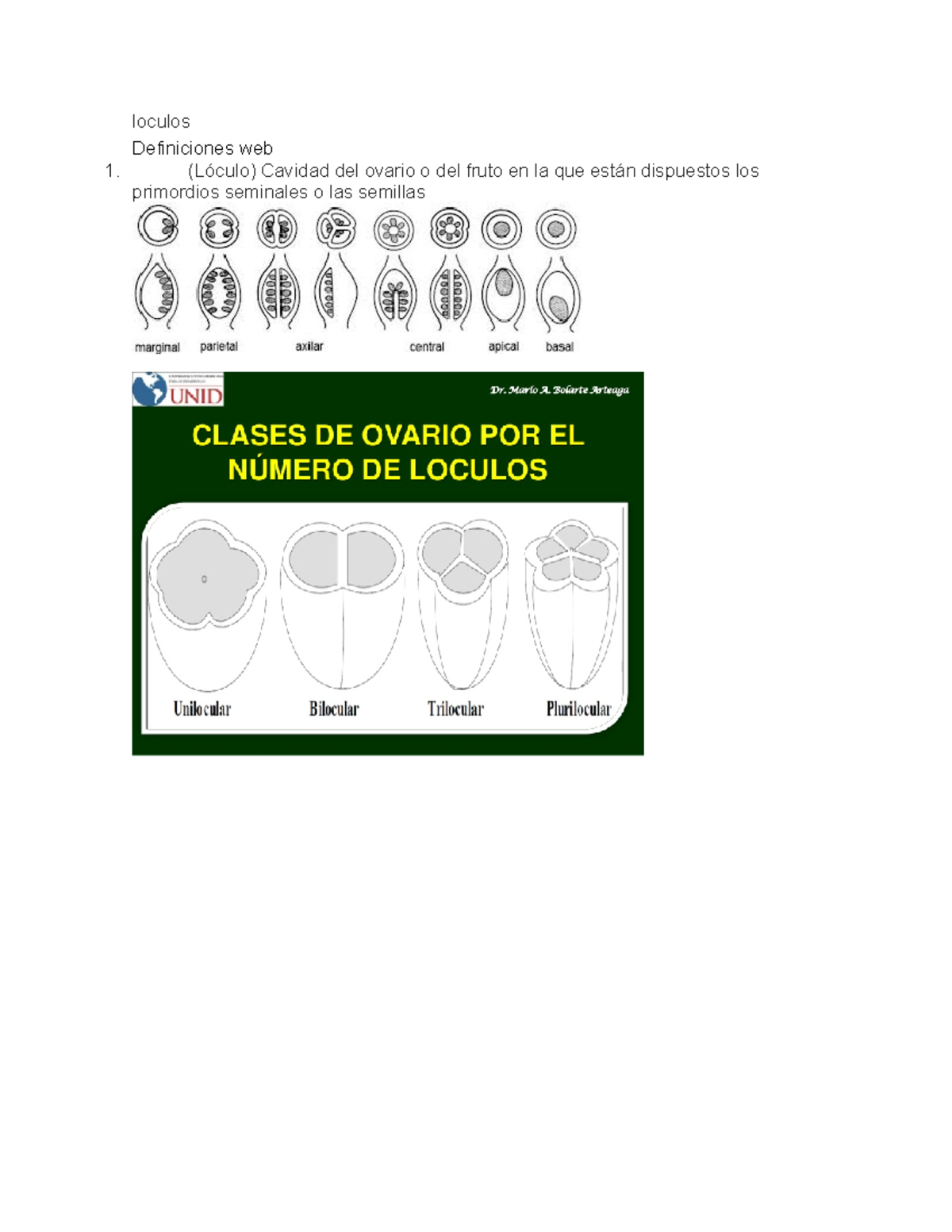 Glosario botanica - loculos Definiciones web 1. (Lóculo) Cavidad del ...
