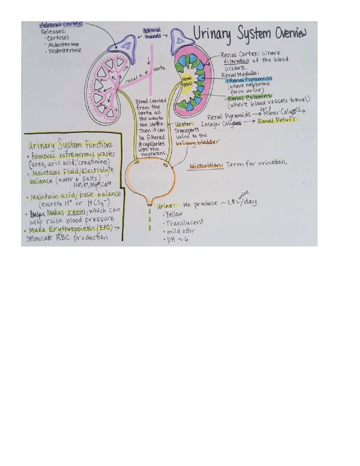 Urinary System - renal a Renal Renal Medulla: Pelvis Renal Pyramids ...