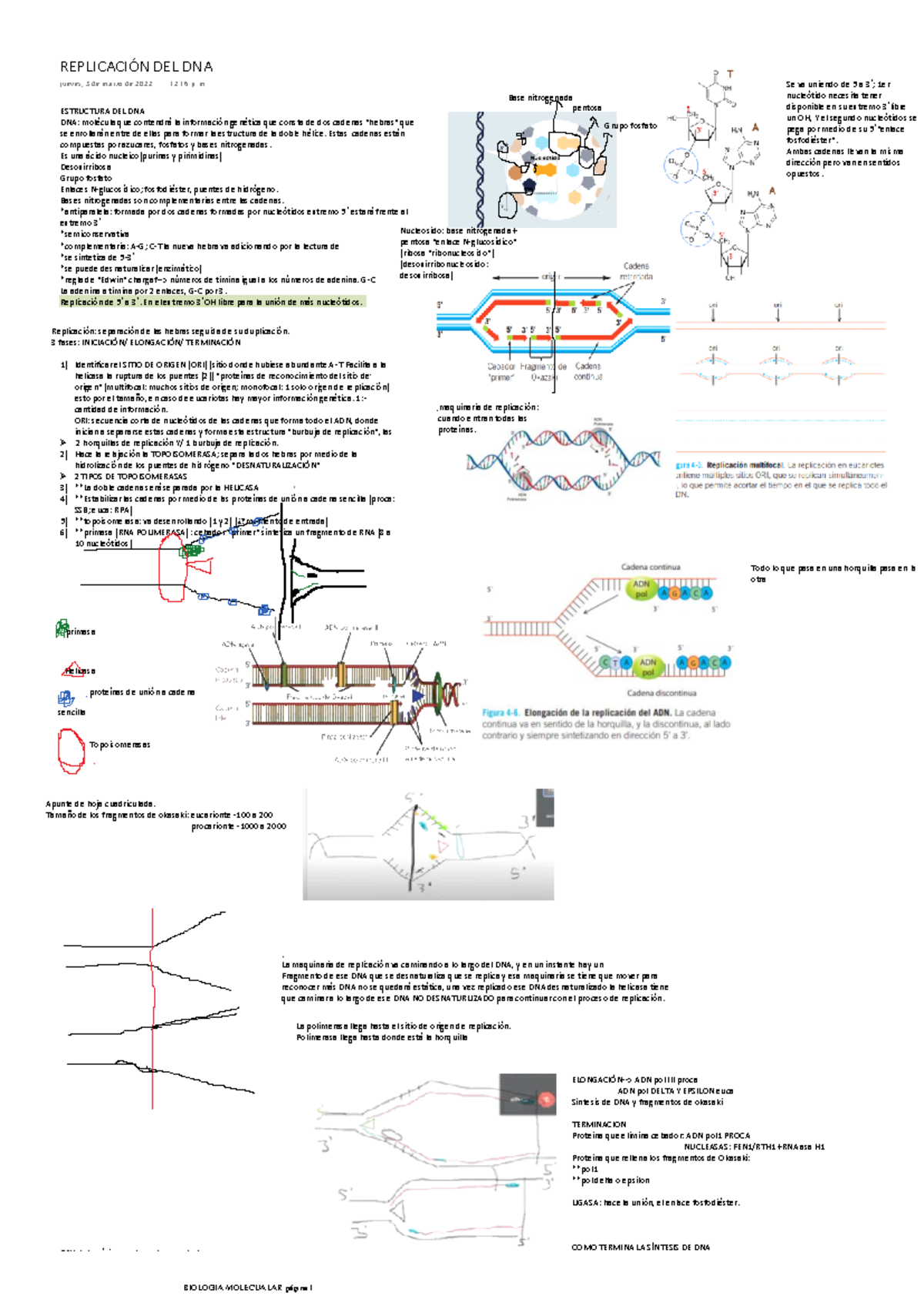 ReplicacióN DEL DNA - resumen de la replicacion del dna - Replicación ...
