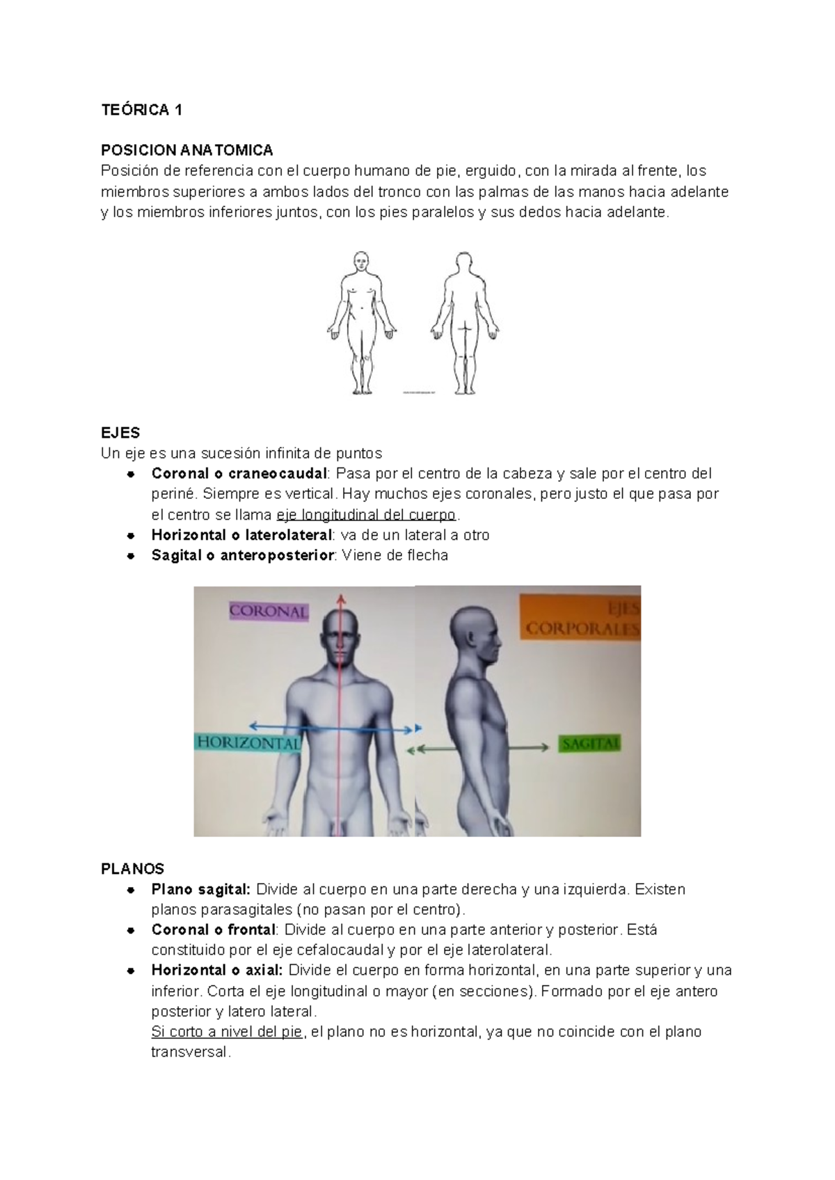 1 Dorso - TEÓRICA 1 POSICION ANATOMICA Posición de referencia con el ...