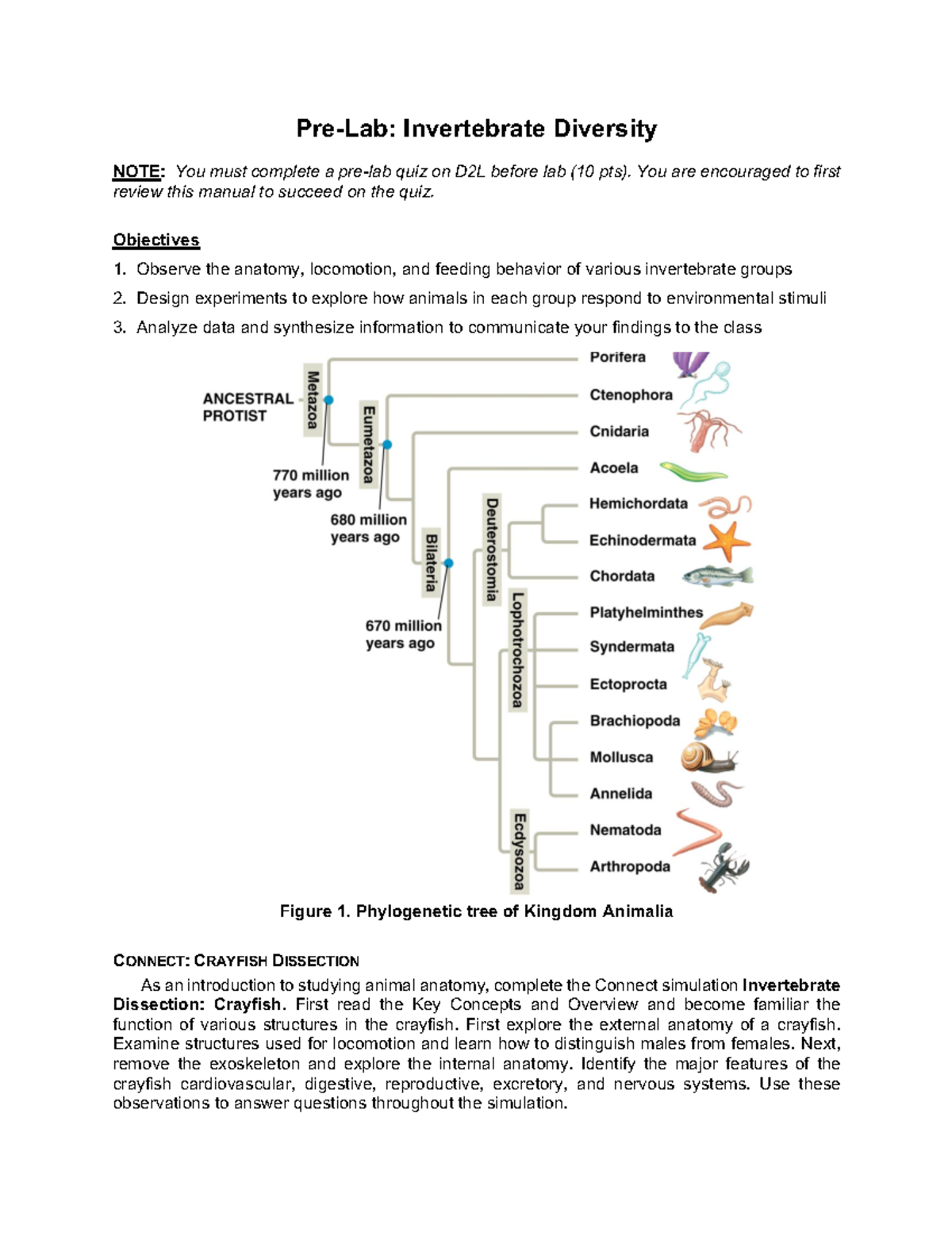 Invertebrate Manual 22 - Pre -Lab: Invertebrate Diversity NOTE: You ...