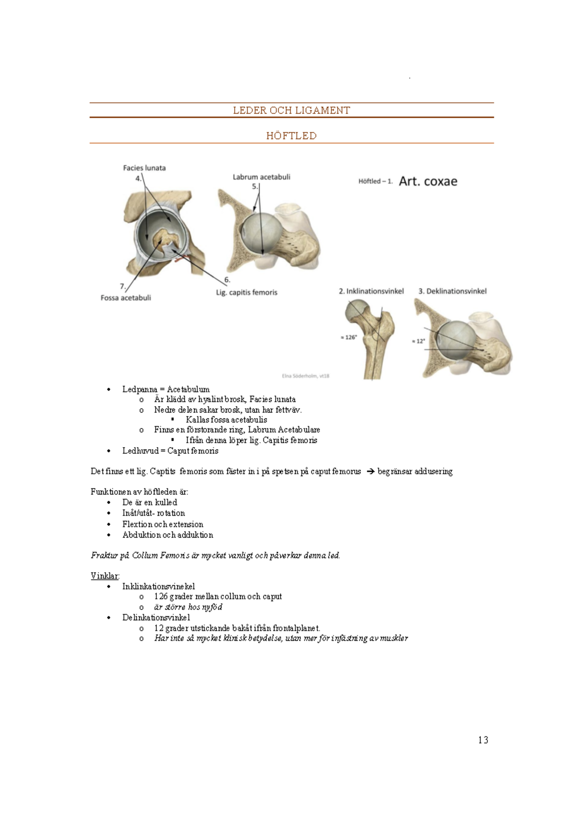 Ben anatomi - leder och ligament - Tentakompendium |Stefan Albrektsson ...