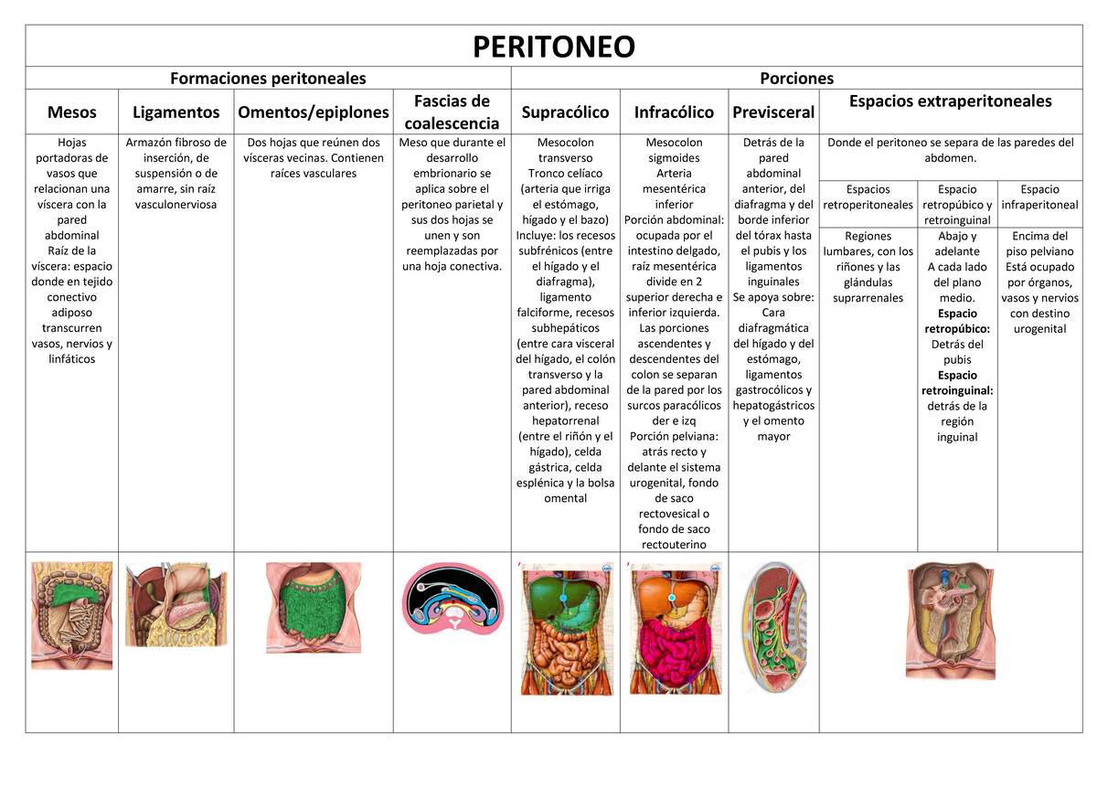 Peritoneo - PERITONEO Formaciones peritoneales Porciones Mesos ...