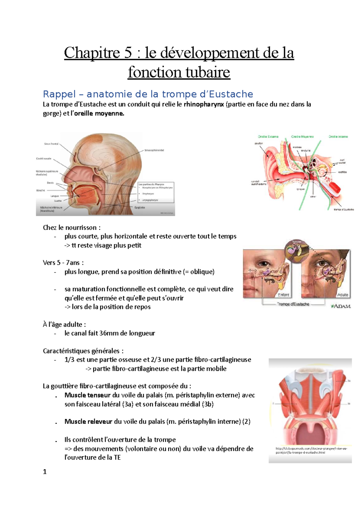 ORL - chapitre 5 - Chapitre 5 : le développement de la fonction tubaire Rappel – anatomie de la ...