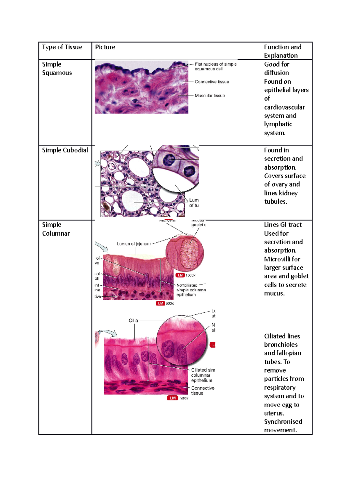 Types of Tissue - Simple Cubodial Found in secretion and absorption ...