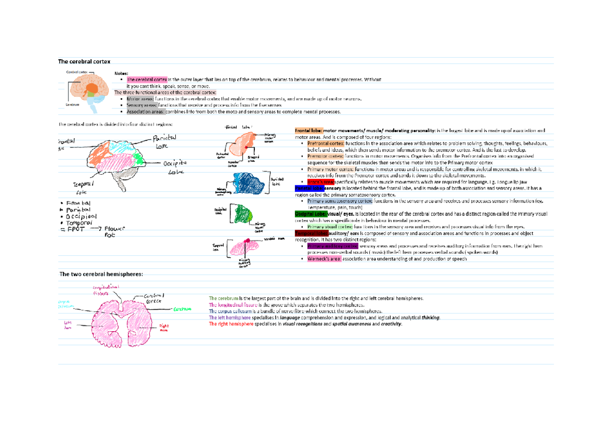 Phsyc 4c - chapter 4C notes on the four regions of the cerebral cortex ...