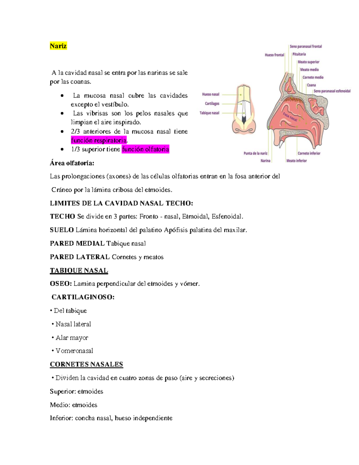 Anatomia Ordinario - animo :) - Nariz A la cavidad nasal se entra por ...