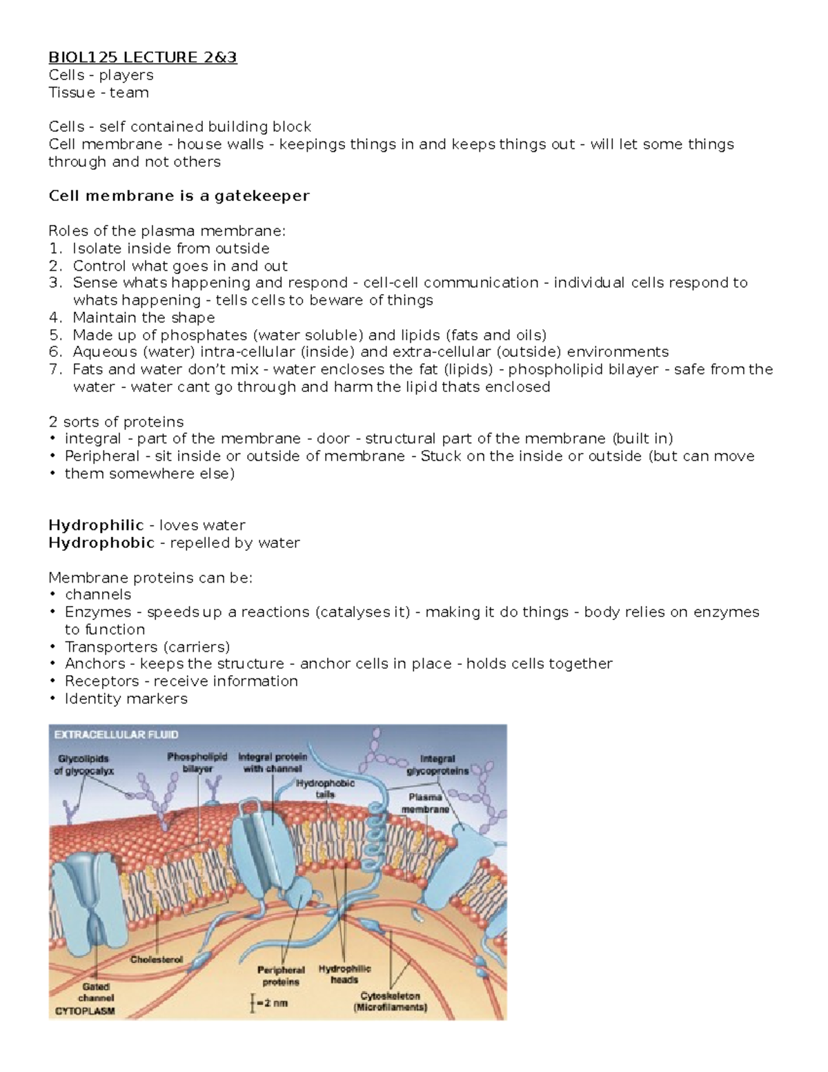 2 & 3 - Cells & CELL Membrane - BIOL125 LECTURE 2& Cells - players ...