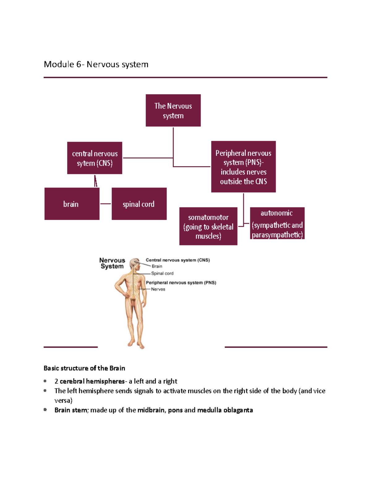 Module 6-nervous system - Module 6- Nervous system Basic structure of ...