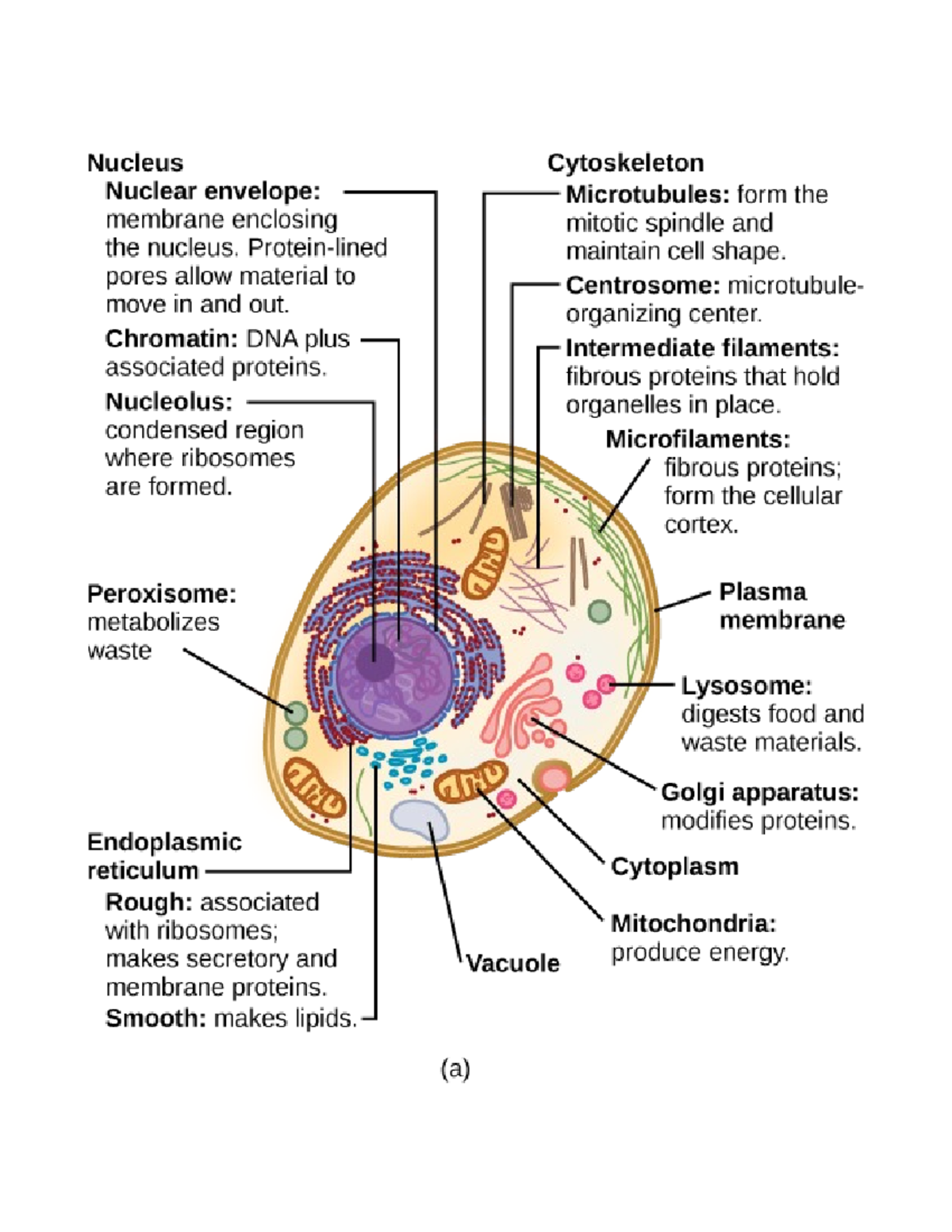 Anaphy - Notes - Nucleus Cytoskeleton Nuclear envelope: Microtubules ...