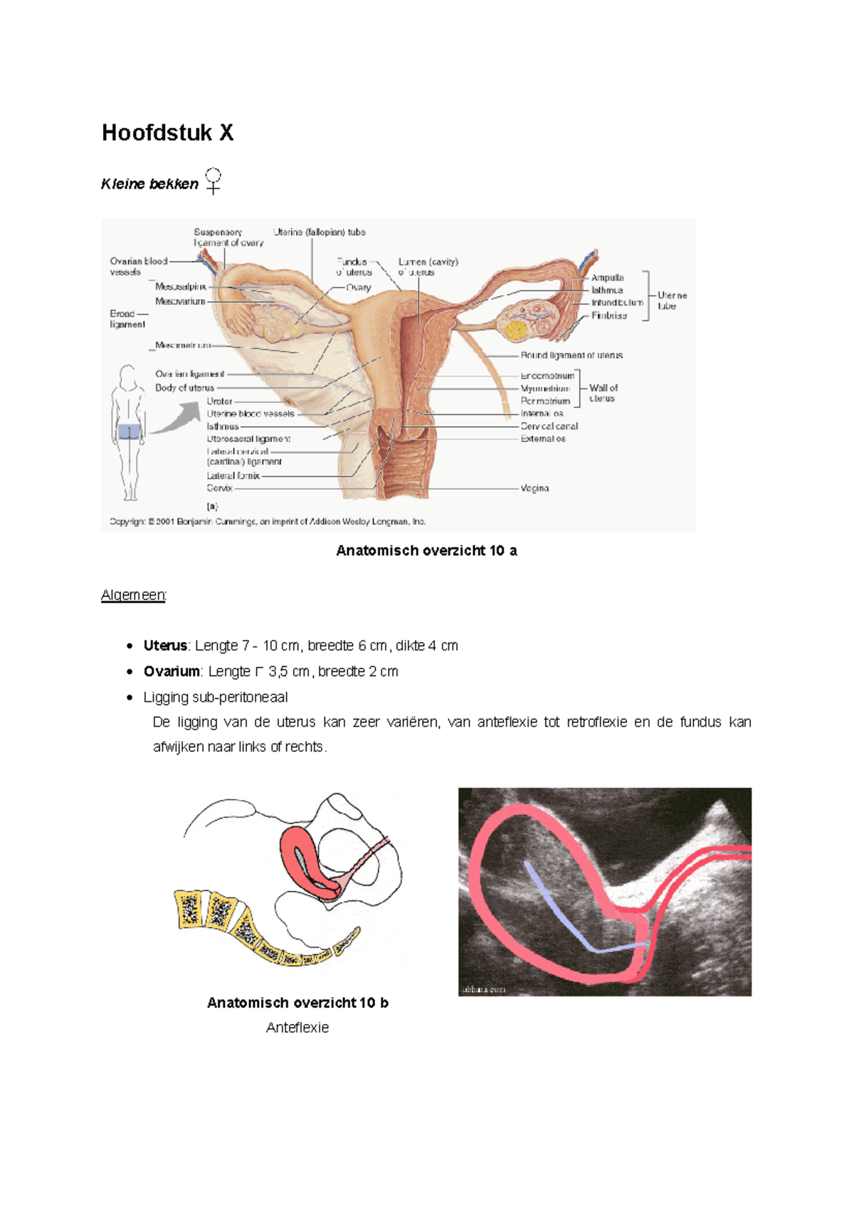 Theorie gynaecologie - Hoofdstuk X Kleine bekken ♀ Anatomisch overzicht ...