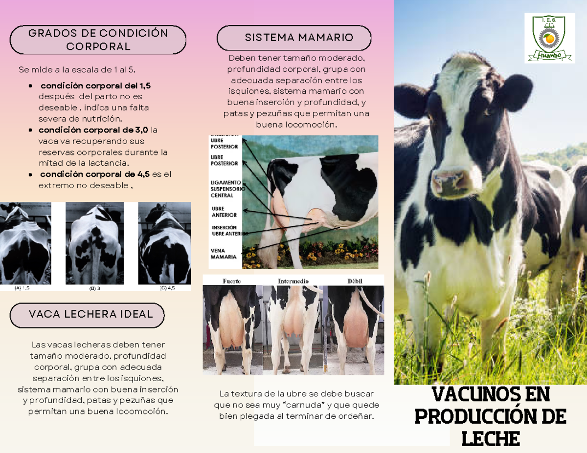 VACAS PRODCUTORAS - GRADOS DE CONDICIÓN CORPORAL VACUNOS EN PRODUCCIÓN ...