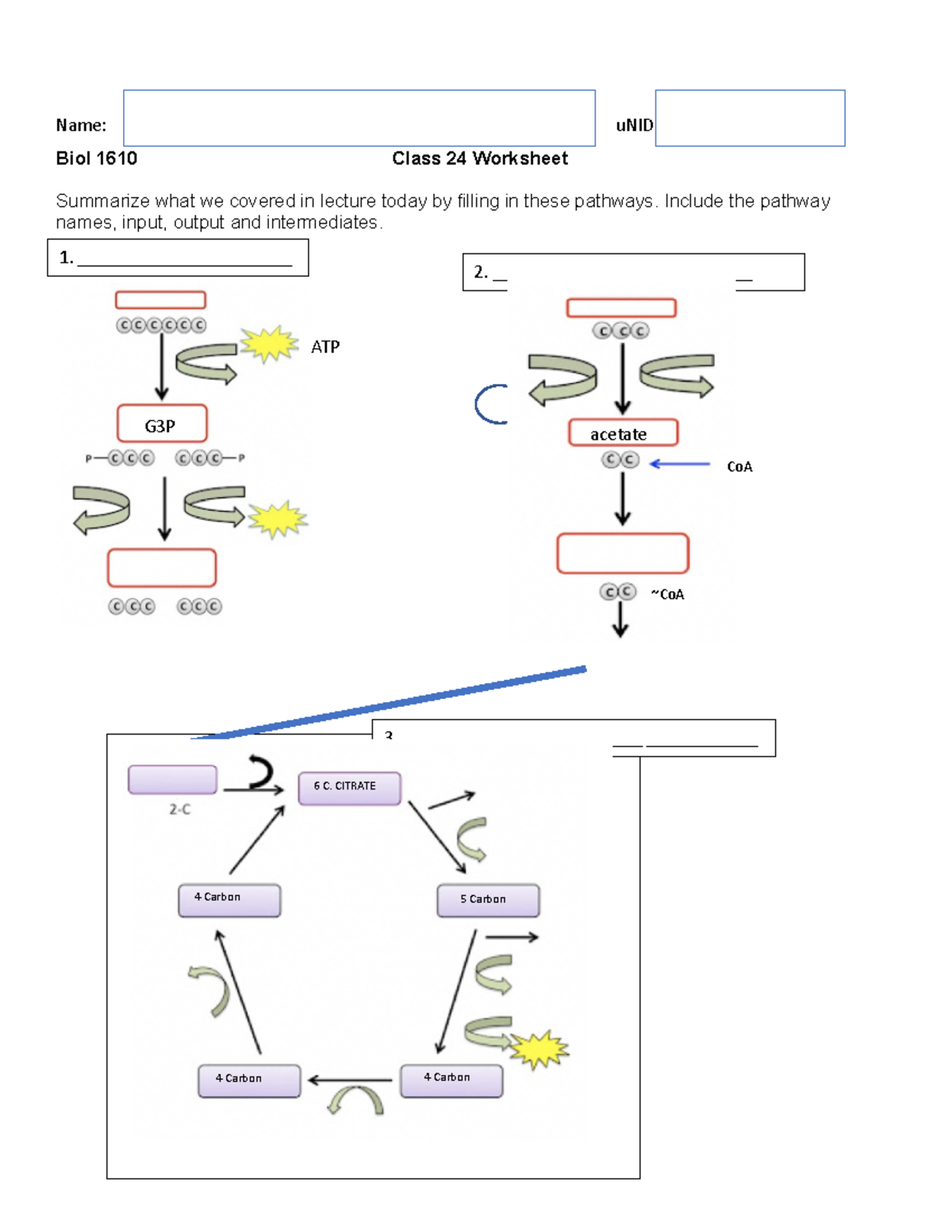 Class 24 Worksheet S23 - pretty smple - Name: Biol 1610 Class 24 ...