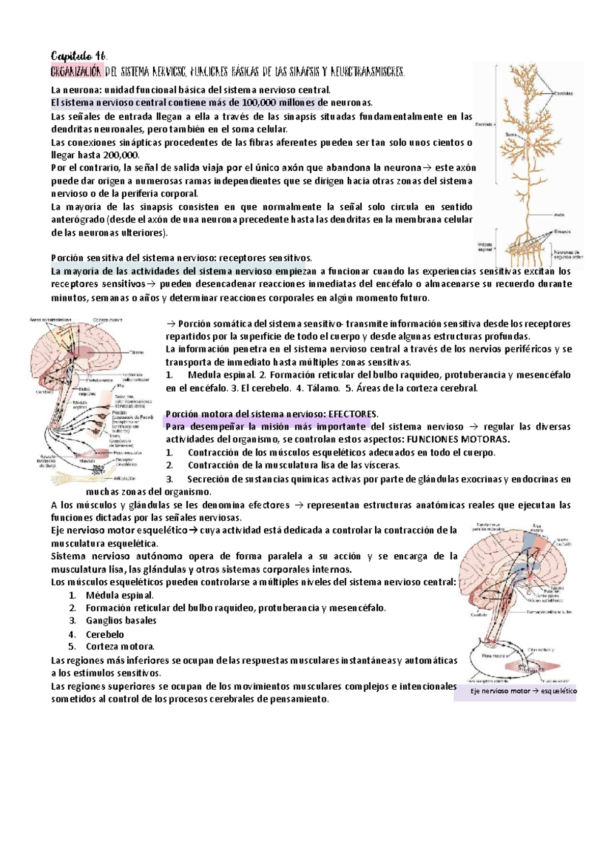 Capitulo-46-guyton compress - Capítulo 46. Organización del sistema nervioso, funciones básicas ...